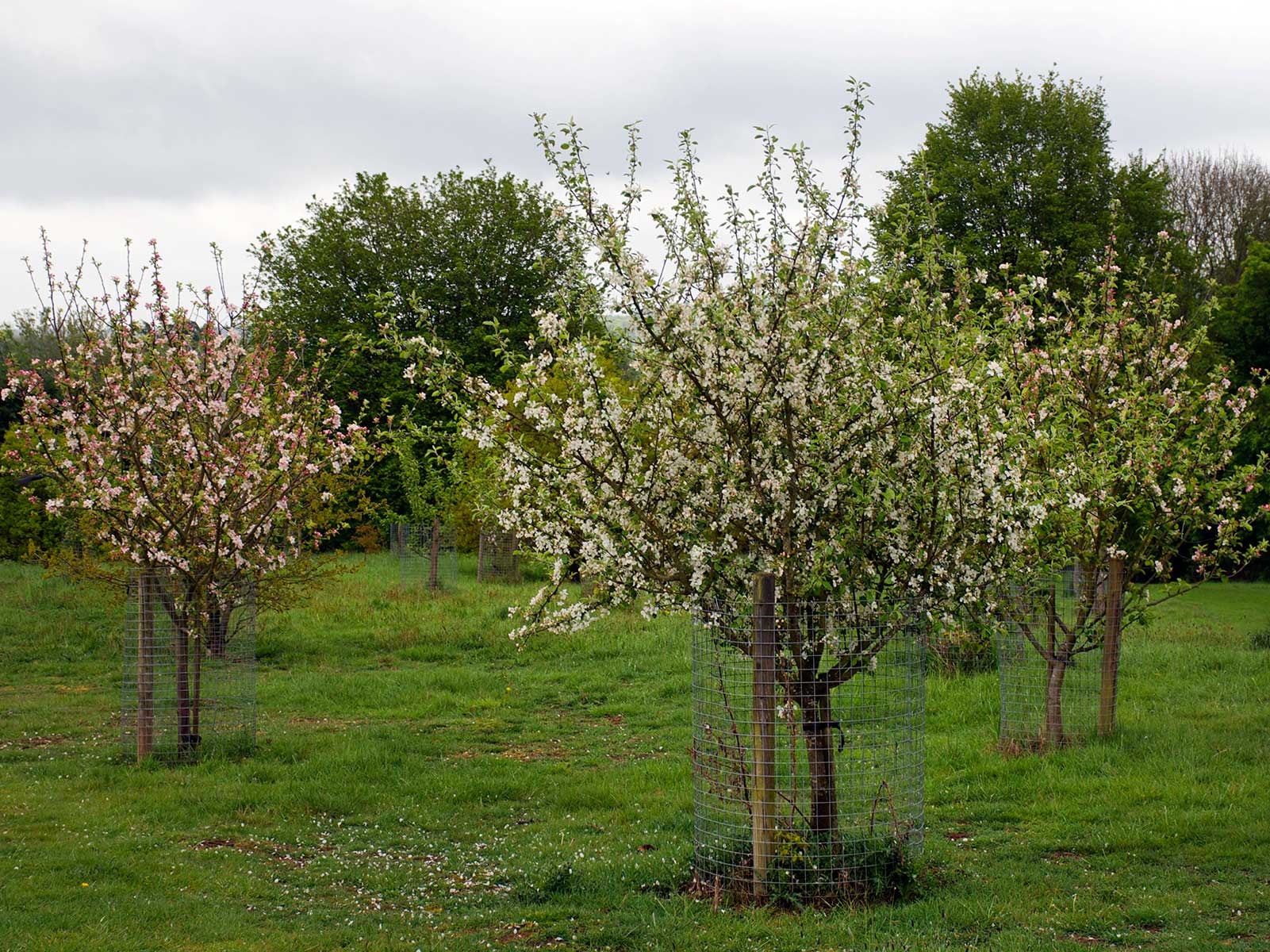 Community Orchard – Sustainable Chesham