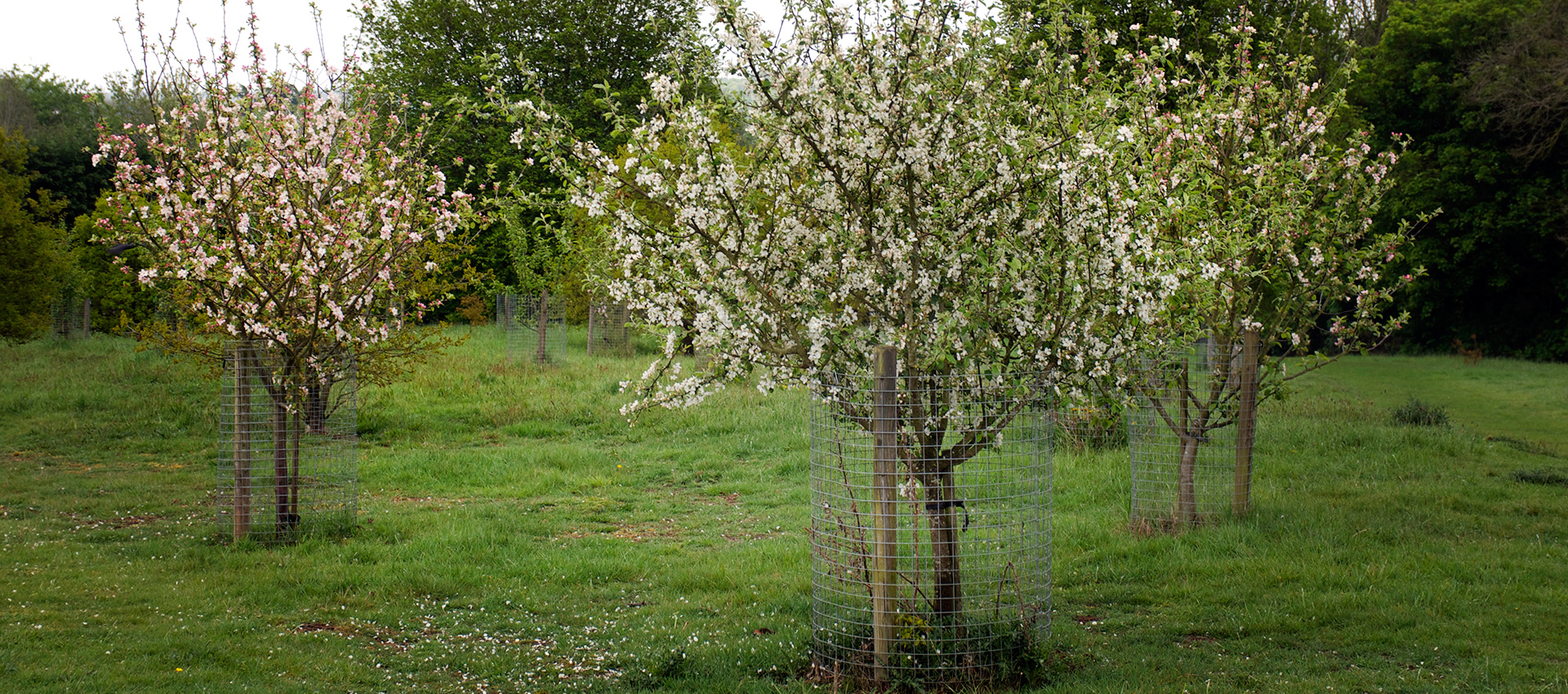 Community Orchard – Sustainable Chesham