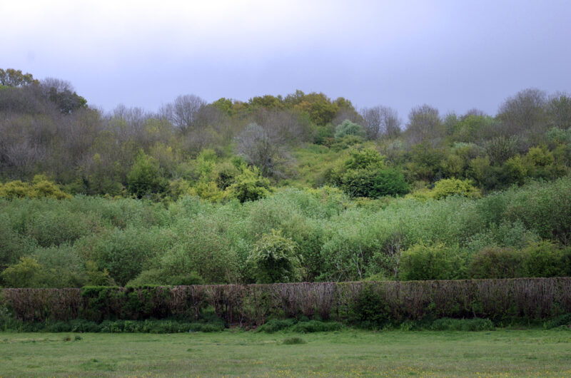 Biodiversity - Sustainable Chesham
